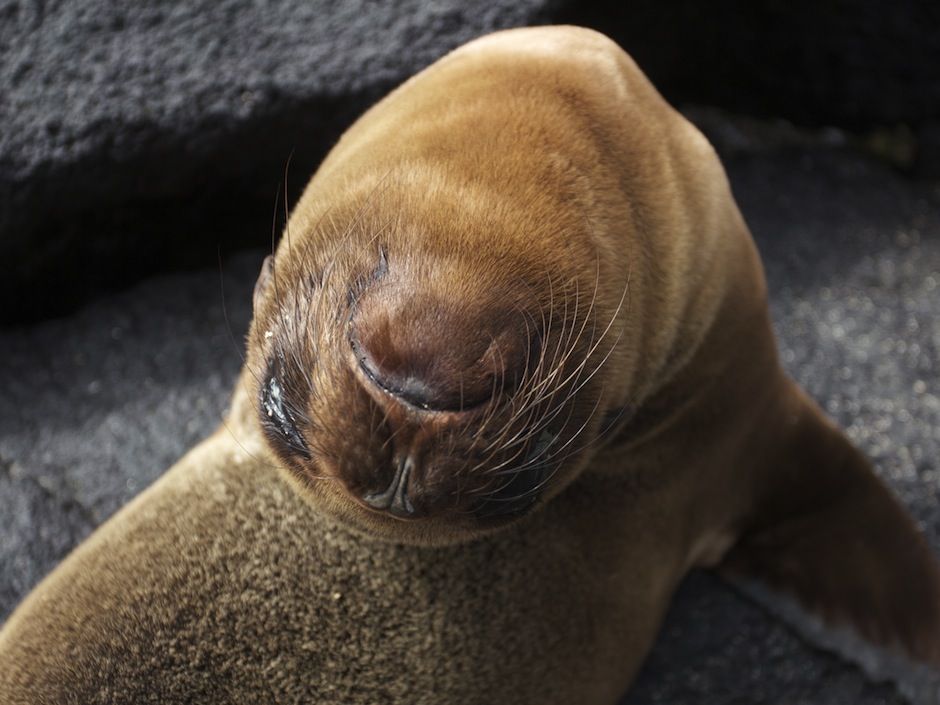 Animal trackers: A National Geographic photo expedition to Galapagos ...