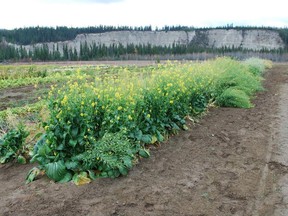 Canada’s last homesteaders: How determined pioneers turn the Yukon's ...