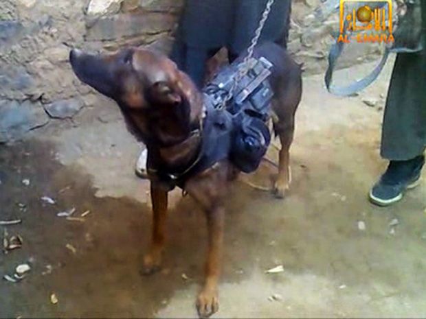 Taliban say they might keep captured special forces dog or trade it ‘if ...