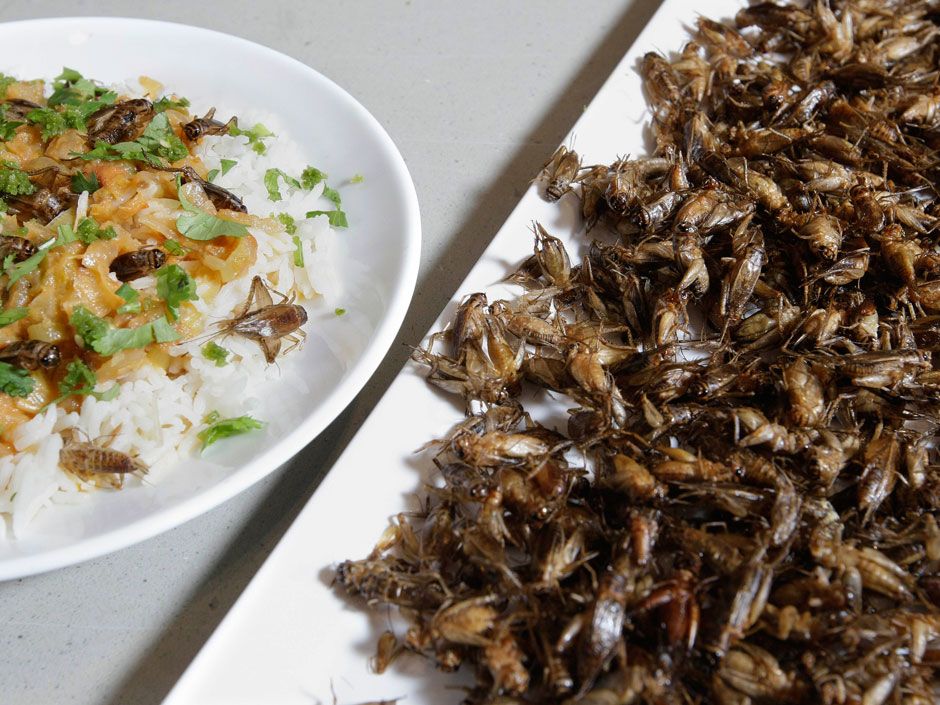 Bug-serving French restaurant lost Michelin star because of creepy ...