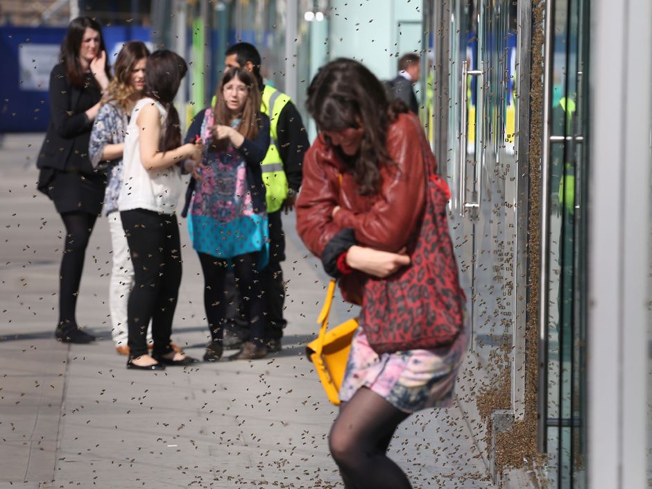 Terrifying moment 'thousands and thousands' of honeybees surrounded ...