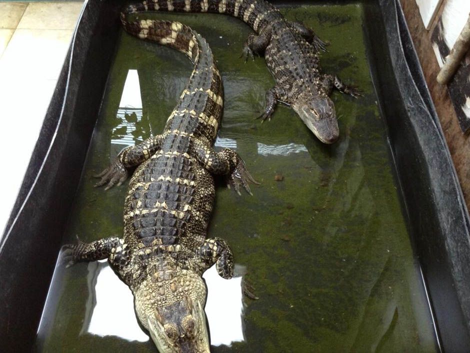 Two 1.5-metre long alligators removed from Stouffville backyard shed ...