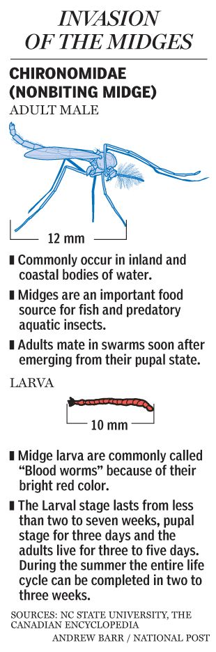 Mosquitoes, midges and ticks: Everything you need to know about the ...