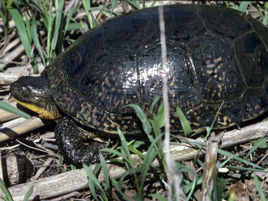 Zoo releases 10 endangered baby turtles into eastern Toronto park ...