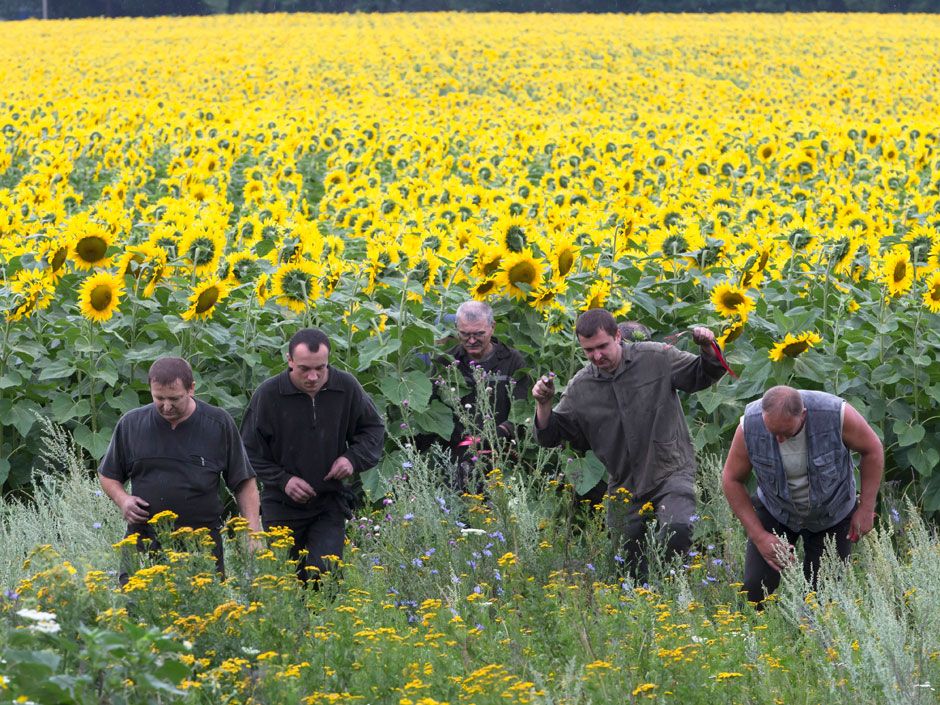 MH17 emergency workers grimly search sunflower fields for plane debris ...