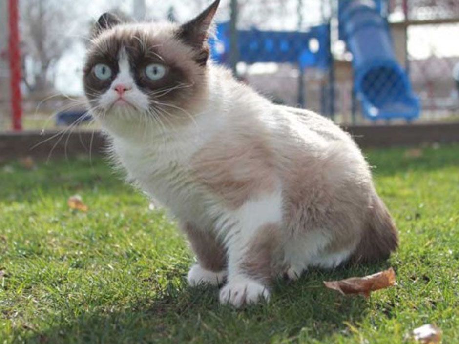 Watch our interview (yes, interview) with Grumpy Cat, the world's most ...