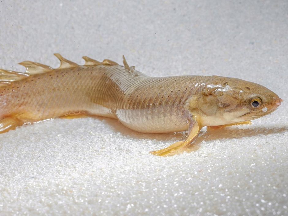 African fish that can crawl on land provides new insight into evolution ...