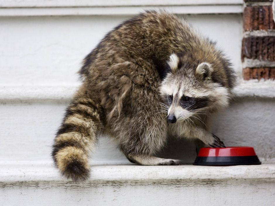 Robyn Urback: Does Toronto need air and ground raccoon surveillance ...