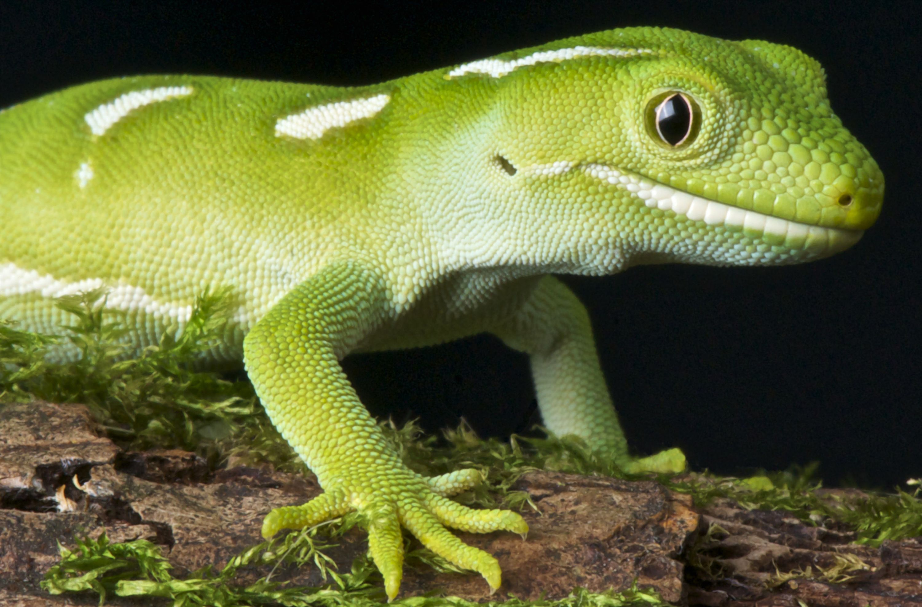 Sex gecko and harem of four females found dead after equipment failure ...