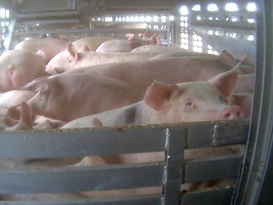 SPCA investigates alleged abuse at Alberta facility after 'disturbing ...