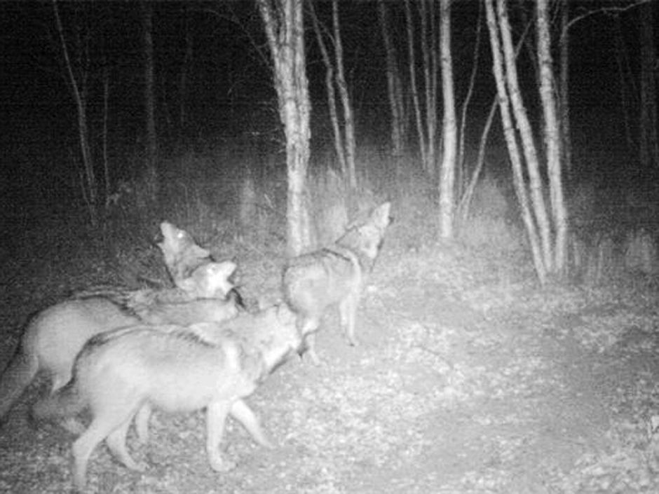 Alberta approves killing six wolves in national park after 'cows ripped ...