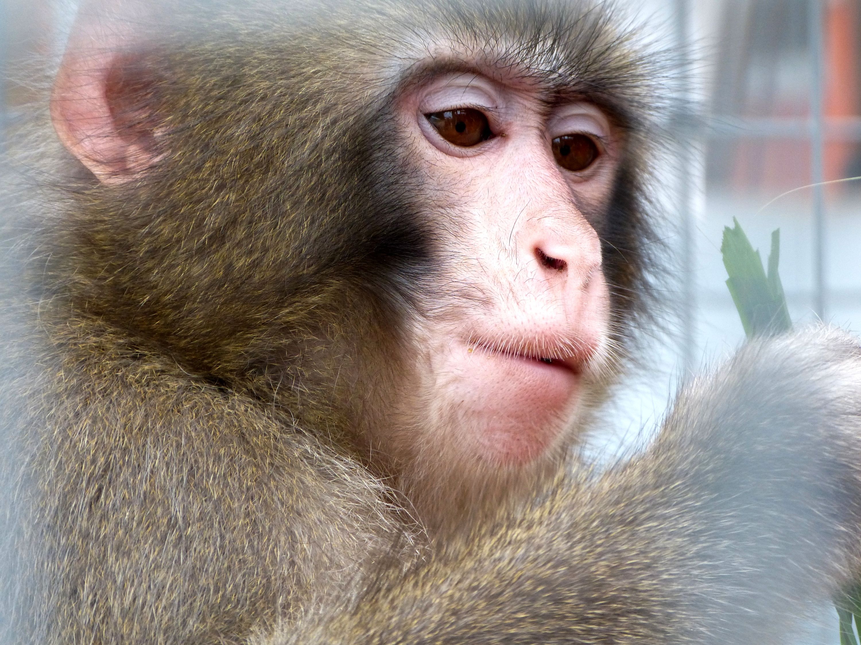Darwin the ‘Ikea monkey’ getting evicted as animal sanctuary says it's ...