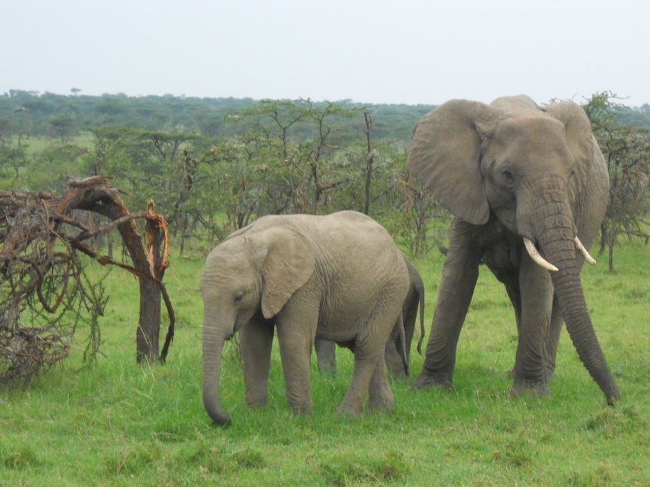 A trip to Kenya proves the mighty elephant is well worth seeing in ...