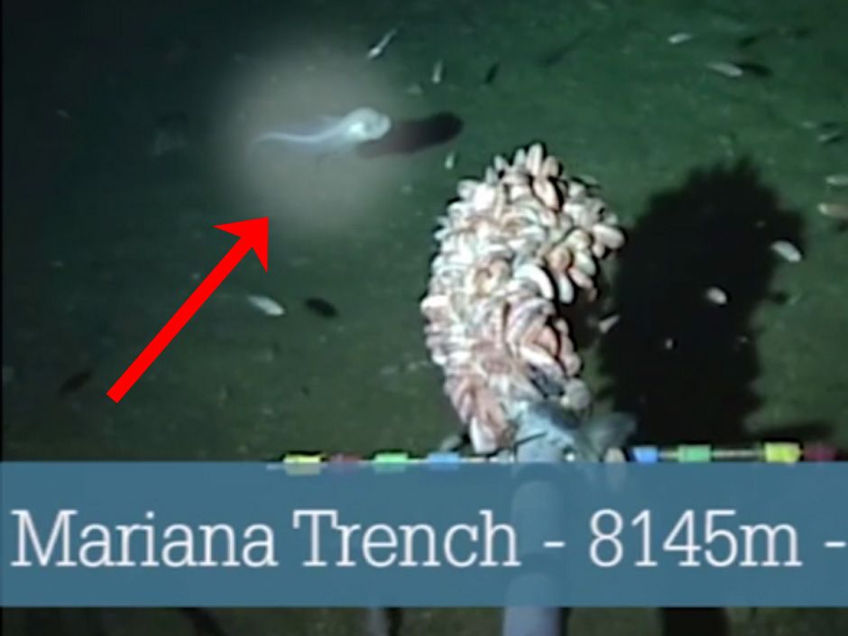 New record for 'deepest' fish ever found after new Snailfish discovered ...
