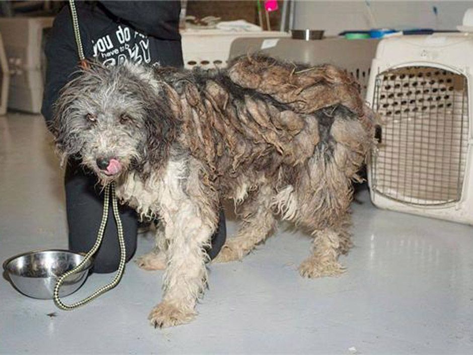 'One of the worst cases of neglect': 201 dogs rescued from 'horrendous ...