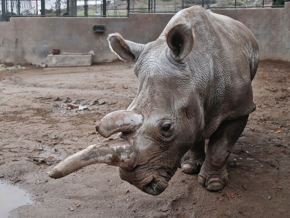 The 'Frozen Zoo' gene bank aims to resurrect extinct species | National ...