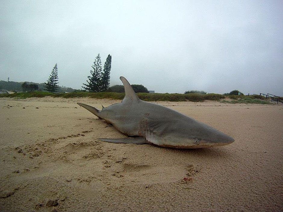 Sharknado? Australians find shark washed up on beach after 'very rare ...