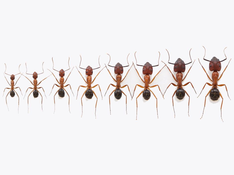McGill scientists show how nature controls animal size by growing ants ...