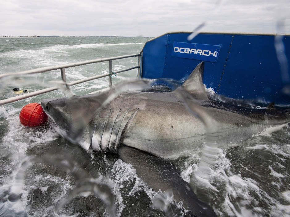 Great White Shark Lydia travels 56,000 km in two years: Her habitat ...