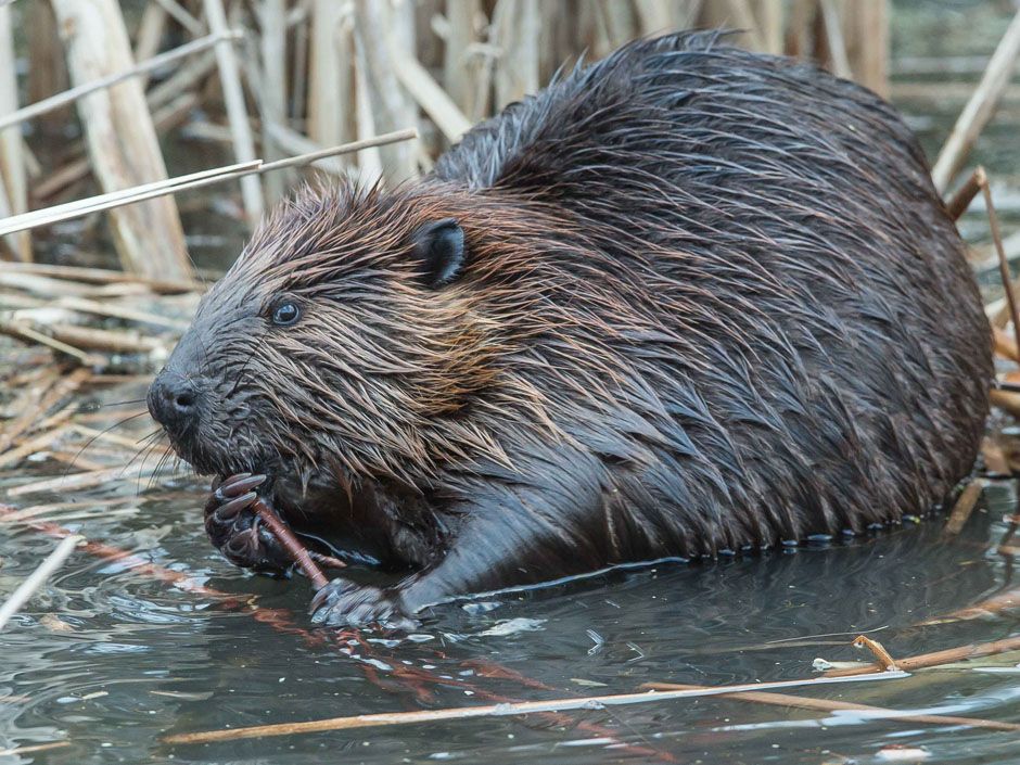In defence of beavers: Why naturalist wants Canadians to respect one of ...