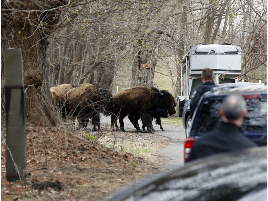 Buffalo killed after escaping from New York farm and wandering into ...