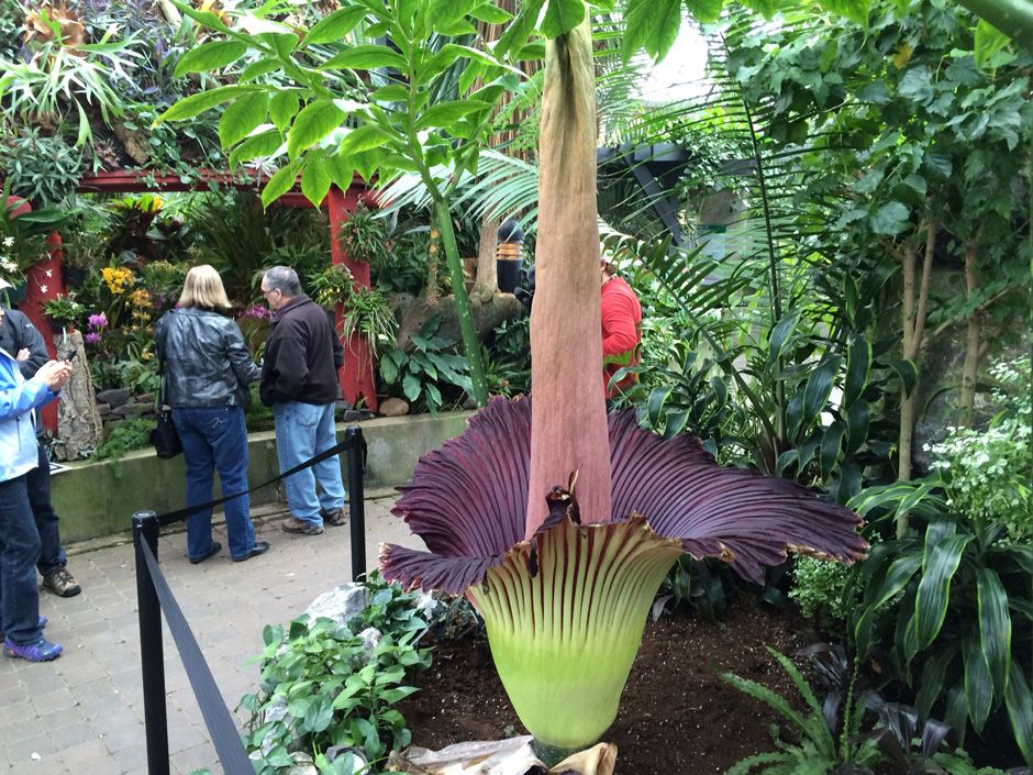 Thousands in Edmonton flock to smell putrid corpse flower blooming at ...
