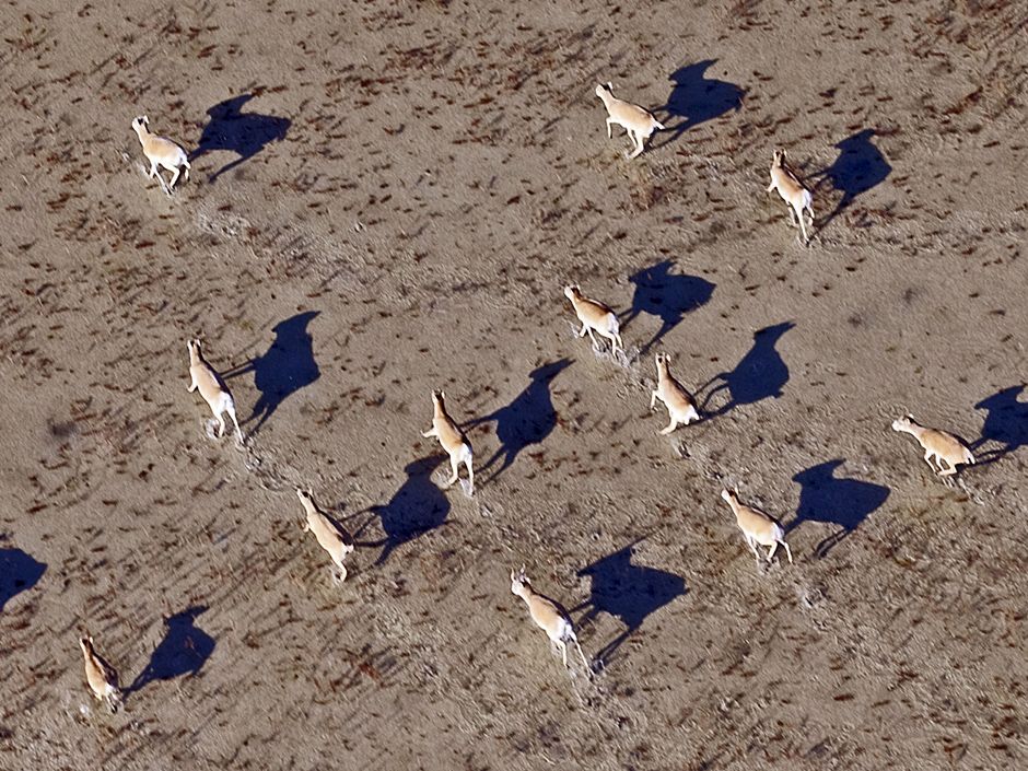 One-third of endangered saiga antelope mysteriously die off in a few ...