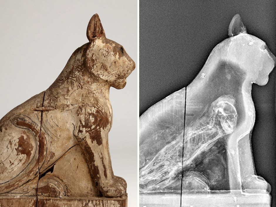 A 3,000-year-old mummy-pet 'scandal': Scientists X-rayed 800 preserved ...