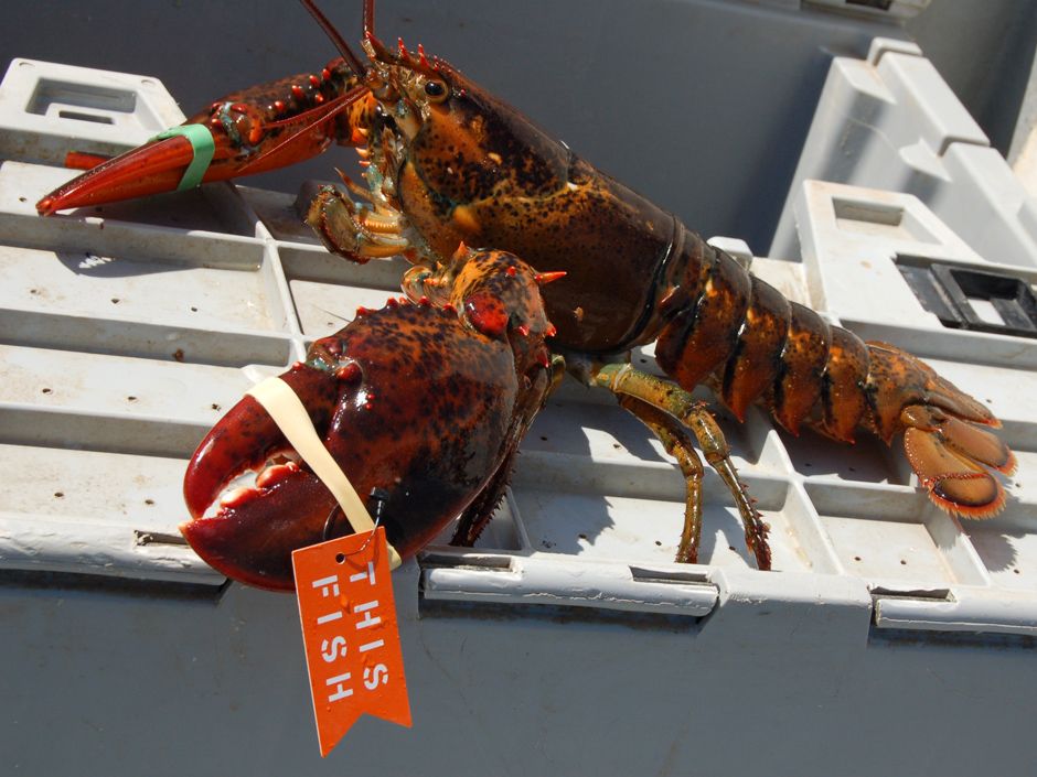 Want to know exactly where your meal came from? Scannable lobster a ...