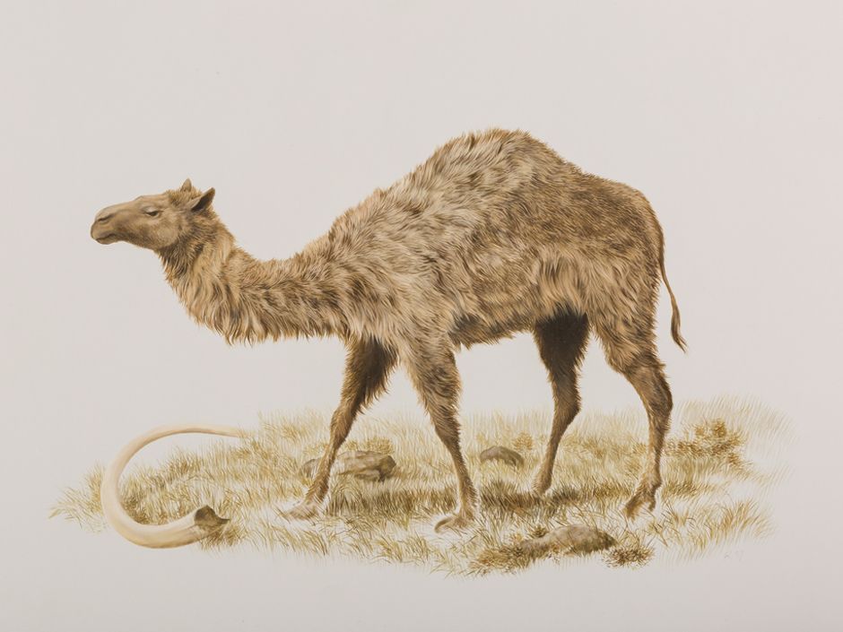 Klondike miners uncover evolutionary treasure — the first ancient ...