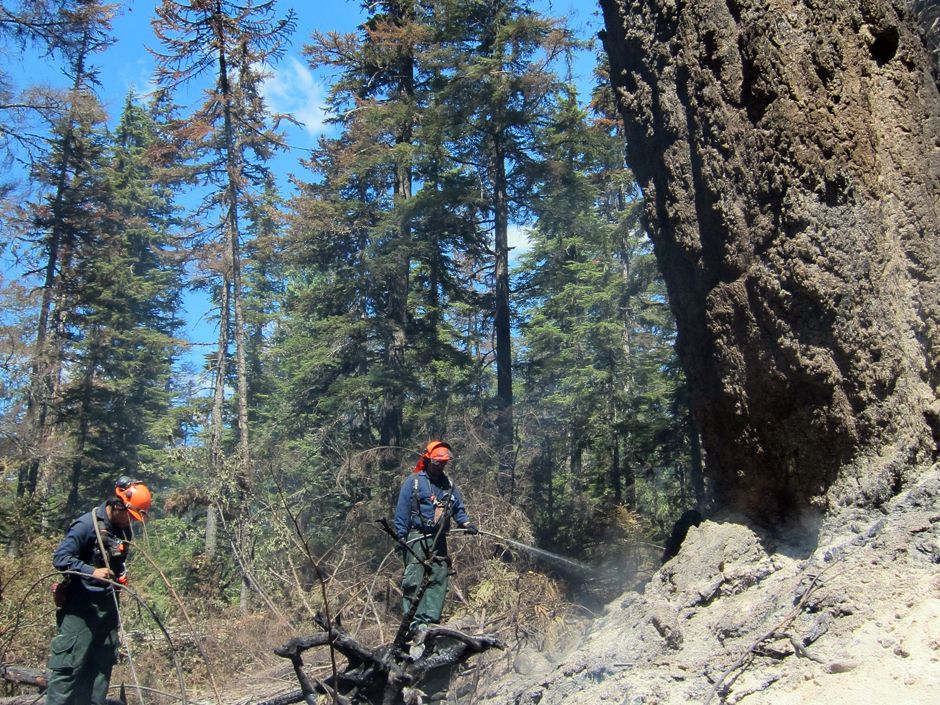 'Elaho Giant' — 1,000-year-old Douglas fir — saved by quick action of B ...