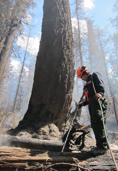 'Elaho Giant' — 1,000-year-old Douglas fir — saved by quick action of B ...