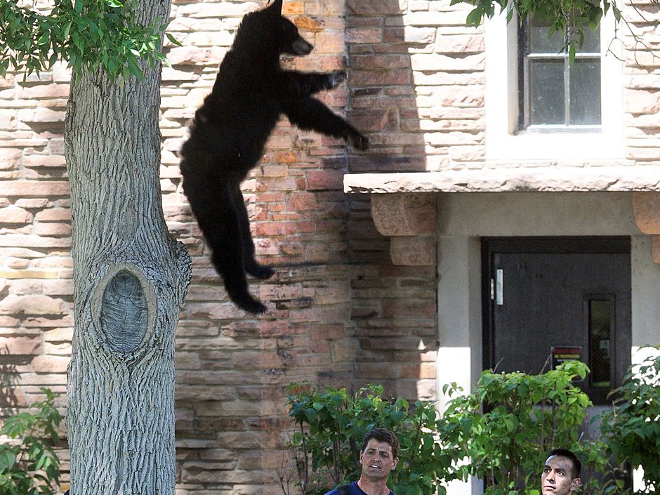 Falling bear exits tree after being tranquilized by animal officials ...