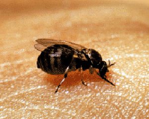 Hundreds of black flies swarm N.L. woman, leaving her bloodied and ...