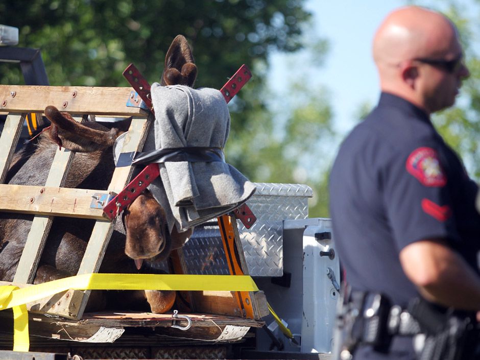 How do police carry away an errant moose named Morris? With ...