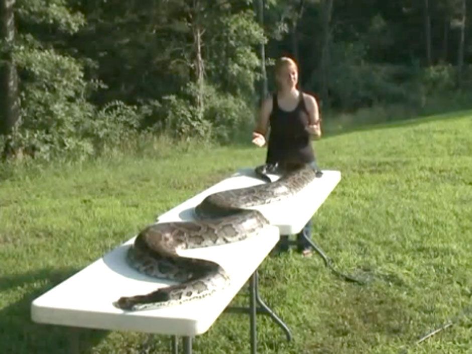 Massive python meets its end in Missouri as resident kills it with two ...