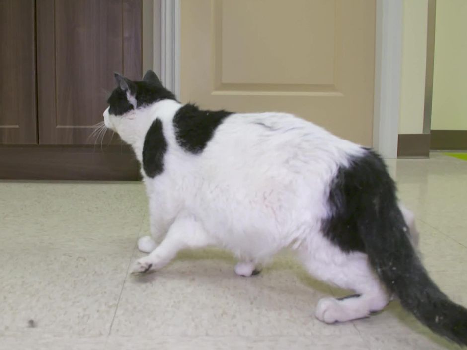Pauly the six-legged cat headlines our videos of the week | National Post