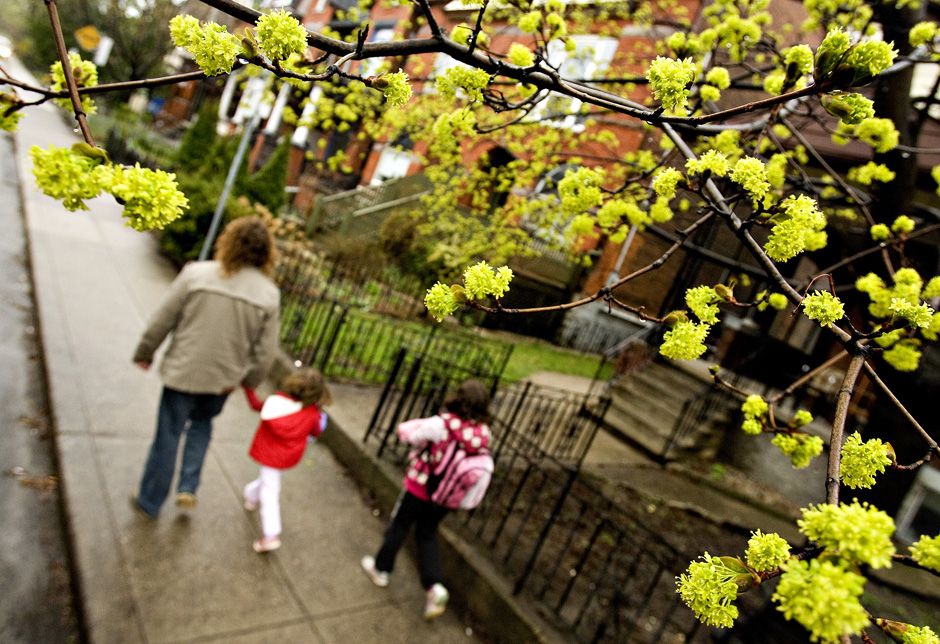 Planting 10 trees on a city block has health benefits equivalent to ...