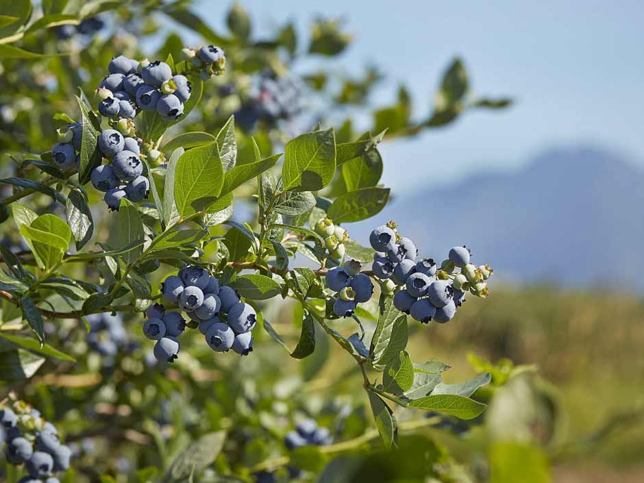 Wild Canadian-grown blueberries hitting the market now | National Post
