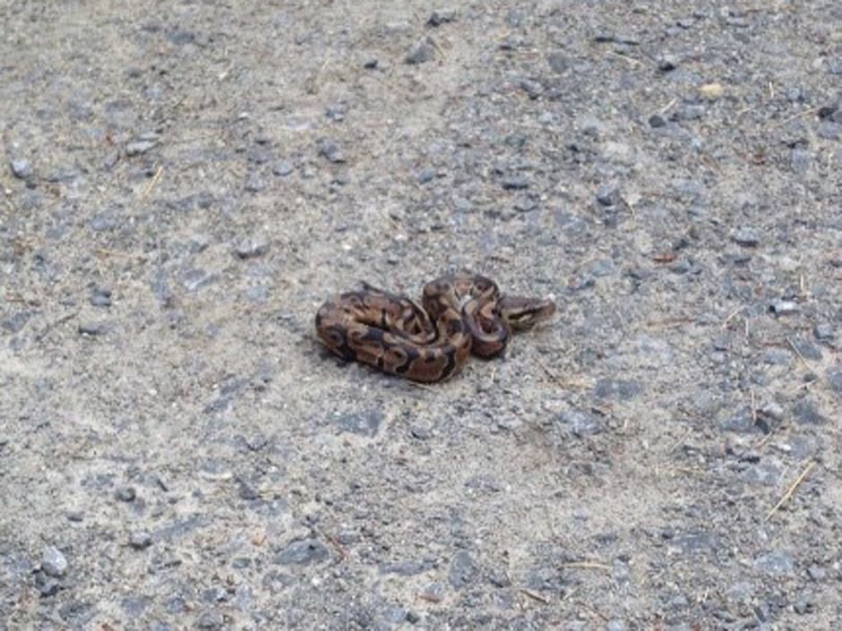 Officials on the hunt for three-foot python that was spotted slithering ...
