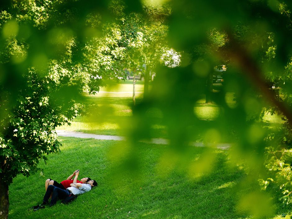 Planting 10 trees on a city block has health benefits equivalent to ...