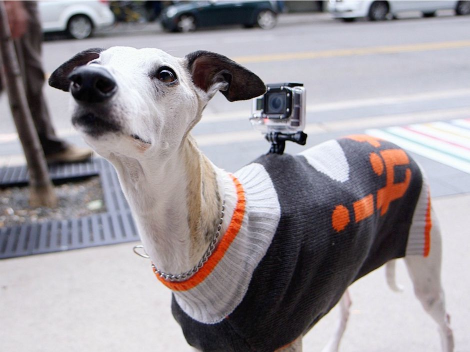 Video: A dog's-eye view of TIFF 2015 | National Post