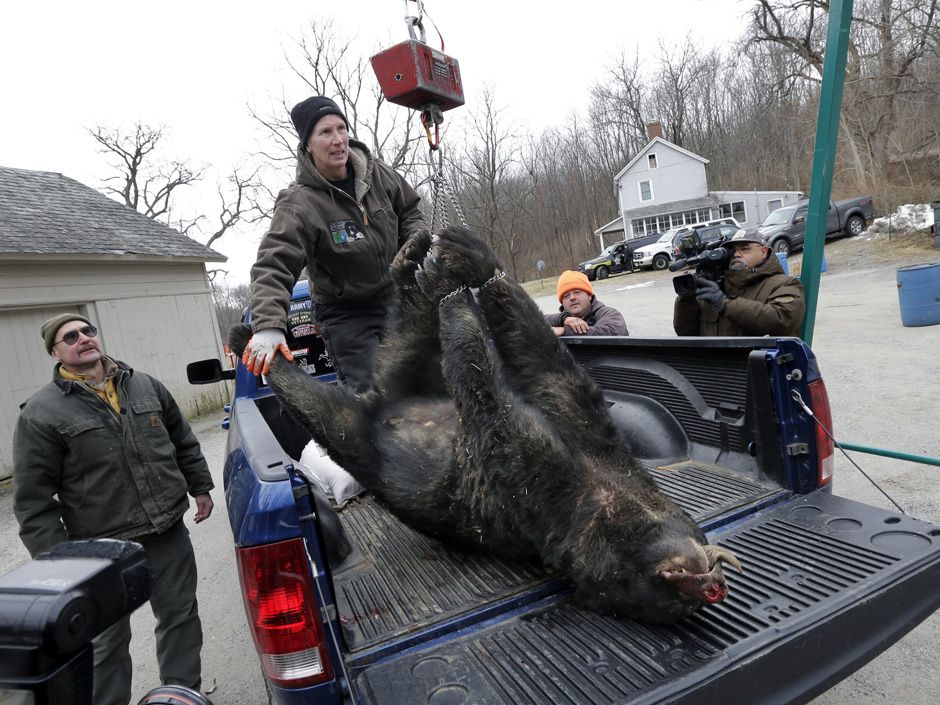 Why reviving Ontario's spring bear hunt would be good for economy ...