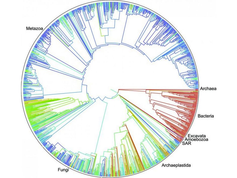 This new, 'complete' tree of life shows how 2.3 million species are ...
