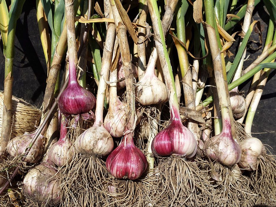 Pungency promised at festivals celebrating garlic held across Canada ...