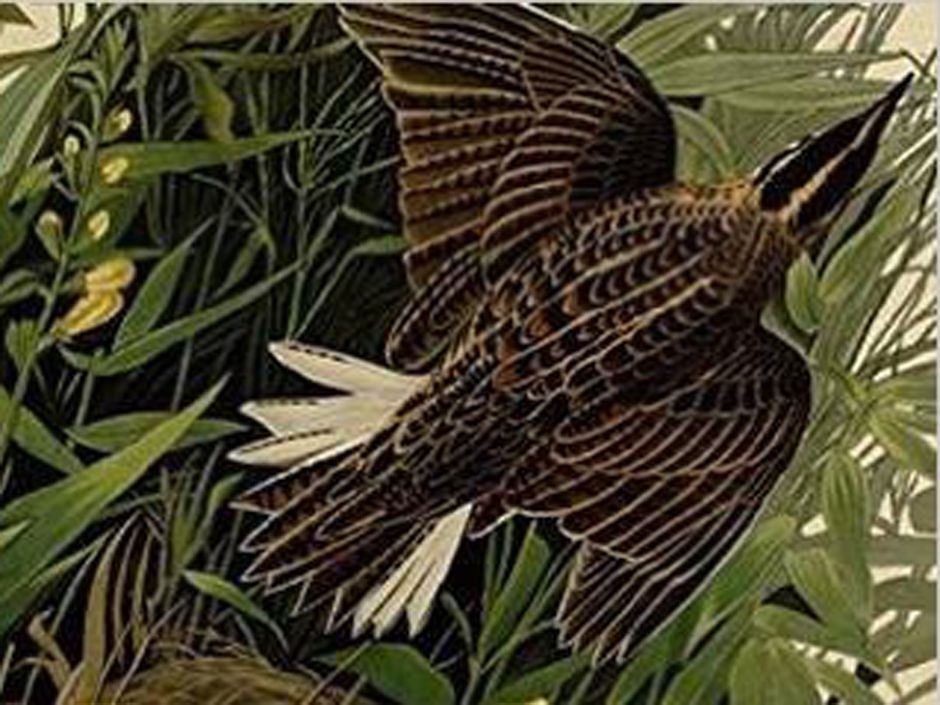 Review: Meadowlark, by Wendi Stewart | National Post