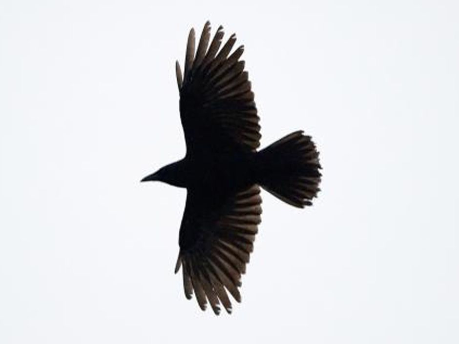 Talk about a murder mystery: The reason 6,000 crows flock to Burnaby, B ...
