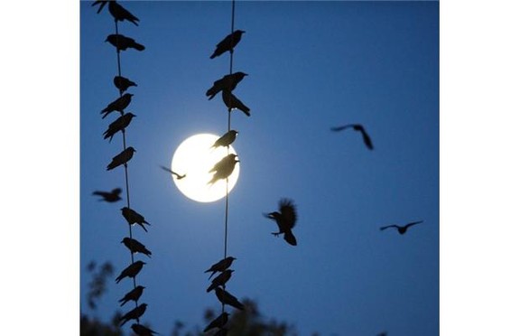 Talk about a murder mystery: The reason 6,000 crows flock to Burnaby, B ...