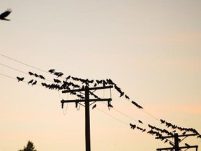 Talk about a murder mystery: The reason 6,000 crows flock to Burnaby, B ...