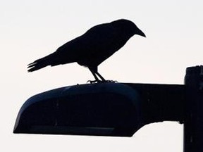 Talk about a murder mystery: The reason 6,000 crows flock to Burnaby, B ...